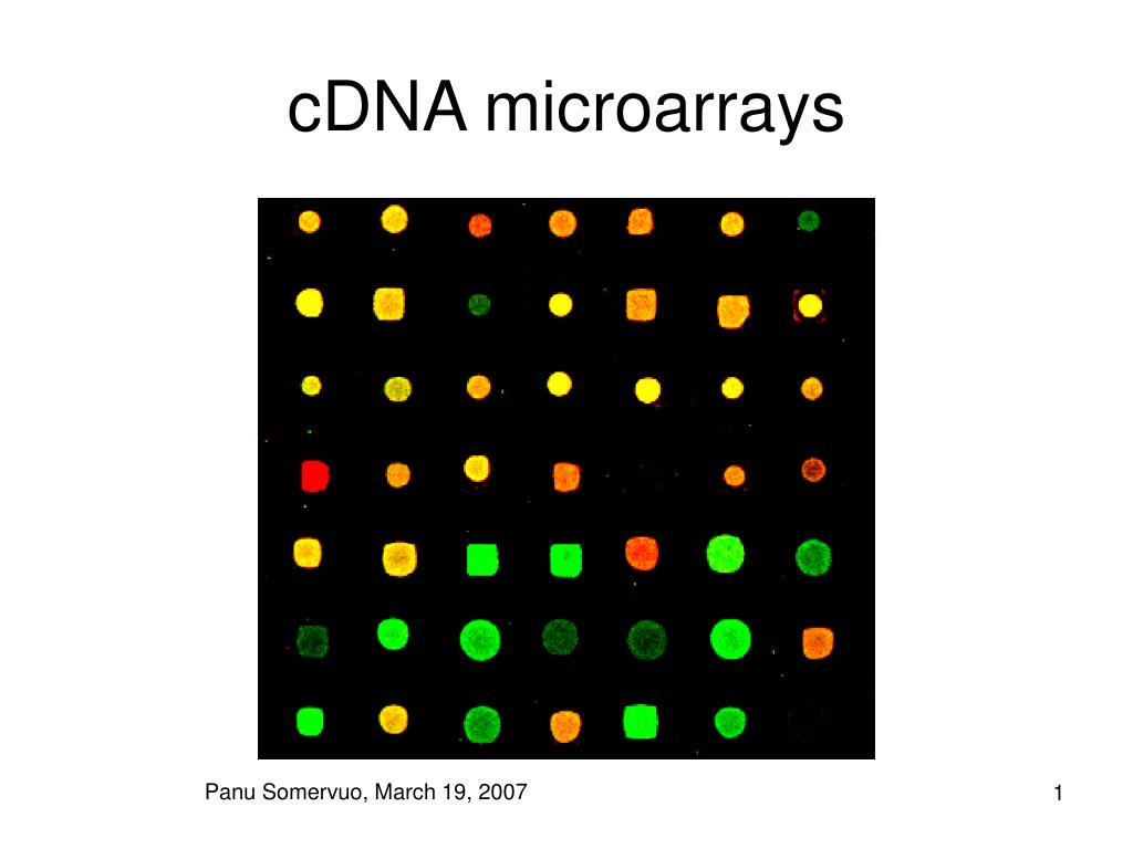 PPT - cDNA microarrays PowerPoint Presentation, free download - ID:318298