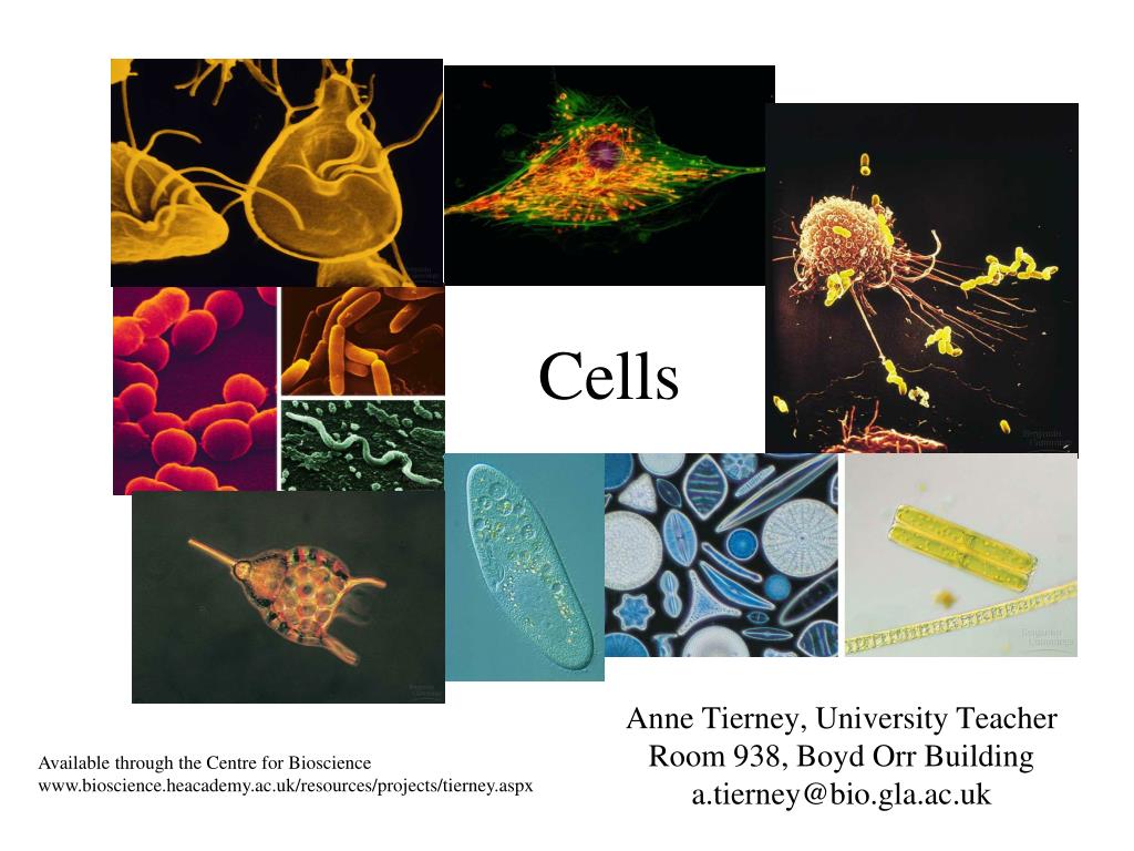 PPT - Cells PowerPoint Presentation, free download - ID:318589