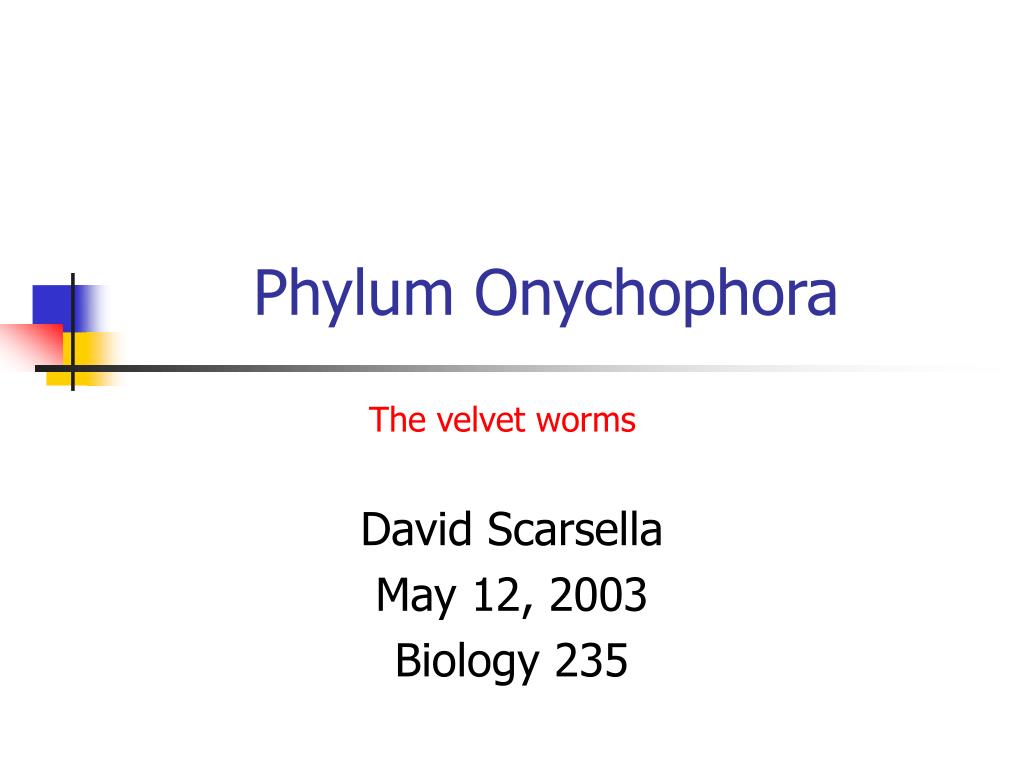 PPT - Phylum Onychophora PowerPoint Presentation, free download - ID:320928