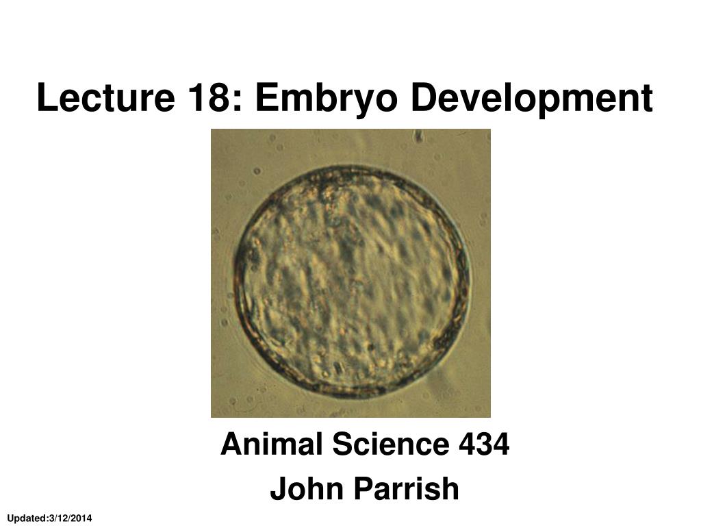 PPT - Lecture 18: Embryo Development PowerPoint Presentation, free ...