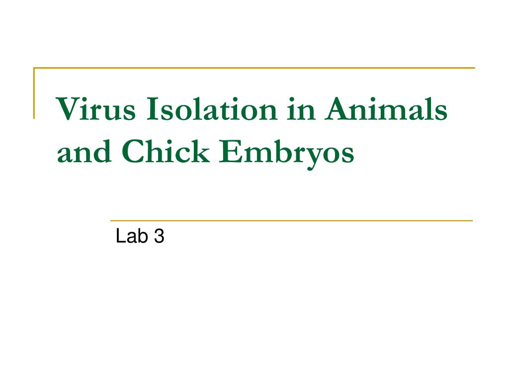 PPT - Virus Isolation in Animals and Chick Embryos PowerPoint ...