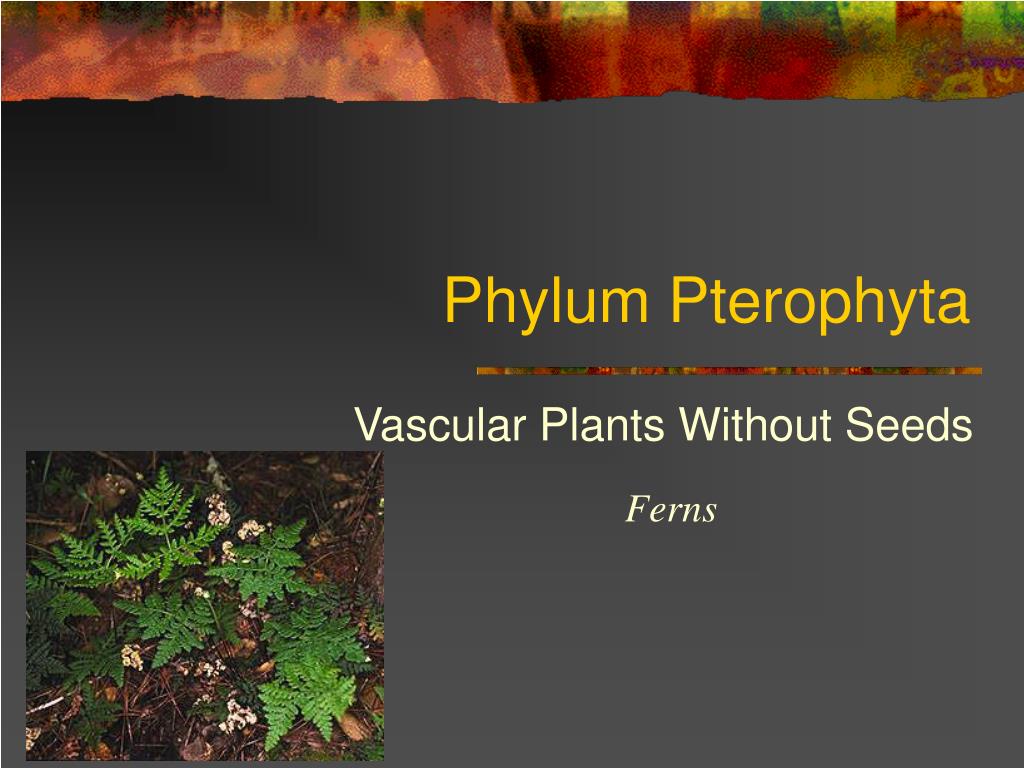 PPT - Phylum Pterophyta PowerPoint Presentation, free download - ID:330111