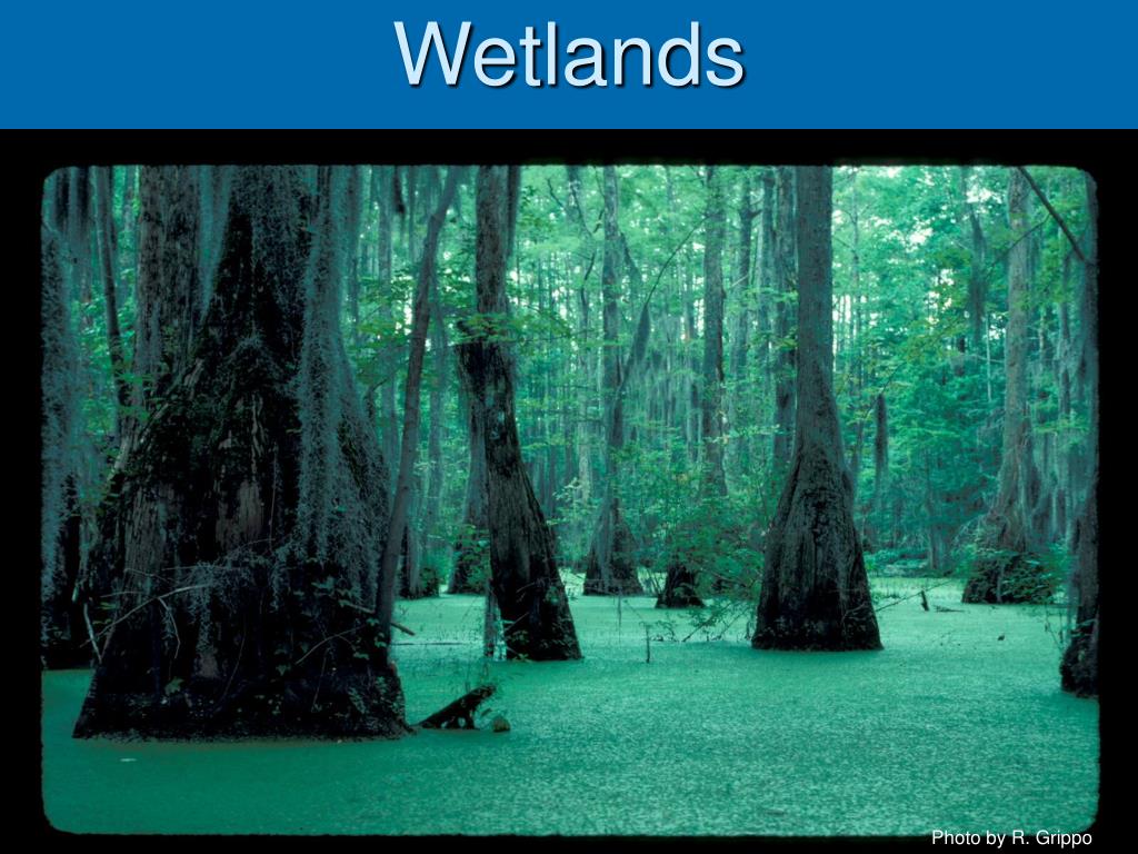 PPT - Wetlands PowerPoint Presentation, free download - ID:330116