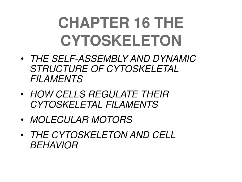 PPT - CHAPTER 16 THE CYTOSKELETON PowerPoint Presentation, free ...