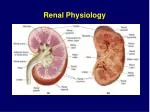 PPT - Anatomy and Physiology: The Endocrine System PowerPoint ...