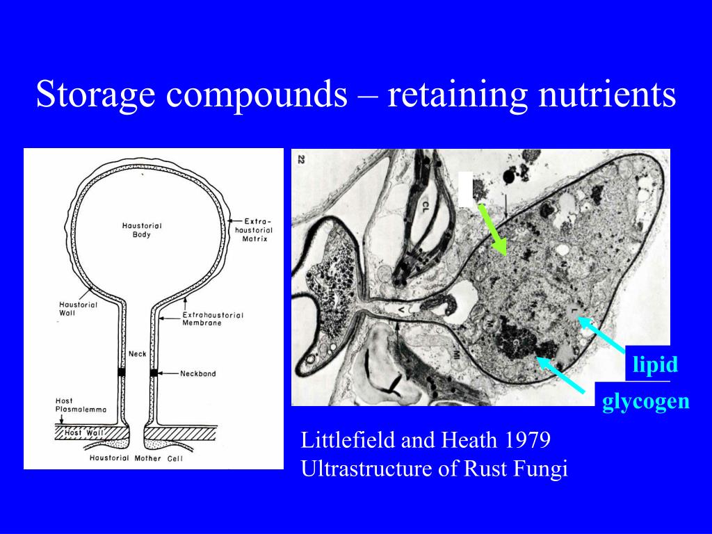 PPT - Storage compounds – retaining nutrients PowerPoint Presentation ...