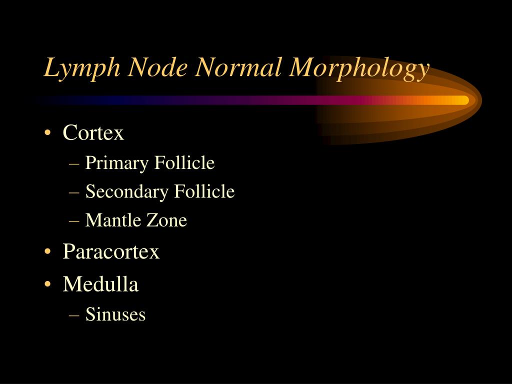 PPT - Lymph Node Normal Morphology PowerPoint Presentation, free ...