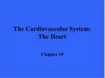 PPT - Chapter 20 The Cardiovascular System: The Heart PowerPoint ...