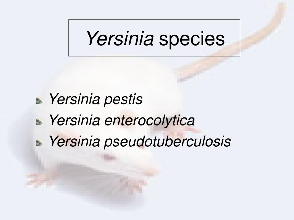 PPT - Yersinia species PowerPoint Presentation, free download - ID:334928