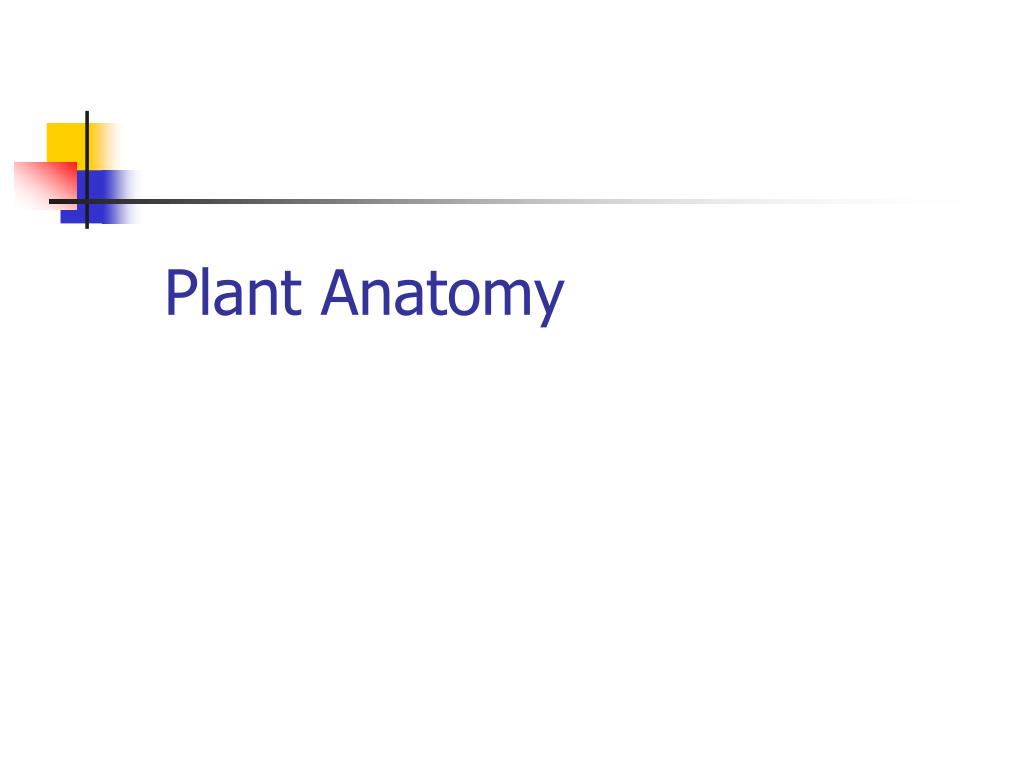 PPT - Plant Anatomy PowerPoint Presentation, free download - ID:334971