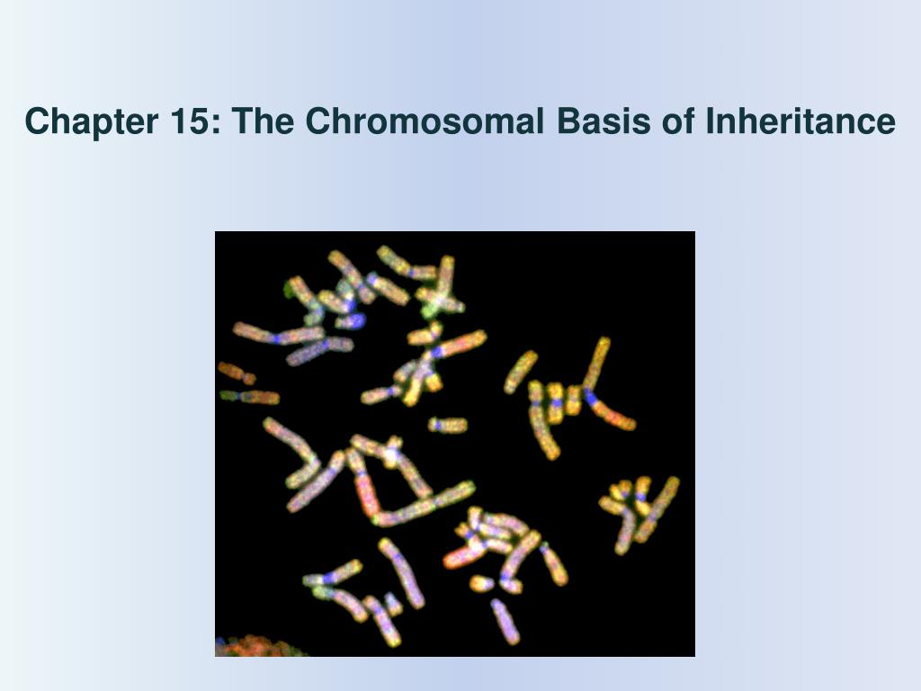 Ppt Chapter 15 The Chromosomal Basis Of Inheritance Powerpoint Presentation Id 335429