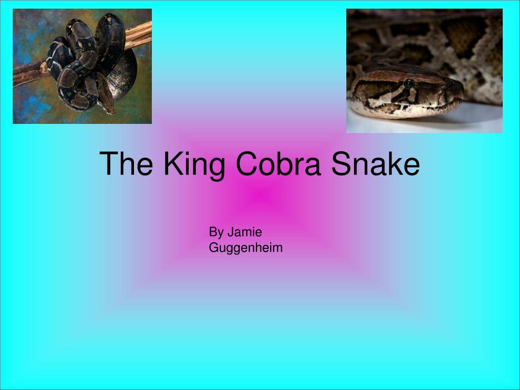 PPT - The King Cobra Snake PowerPoint Presentation, free download - ID ...