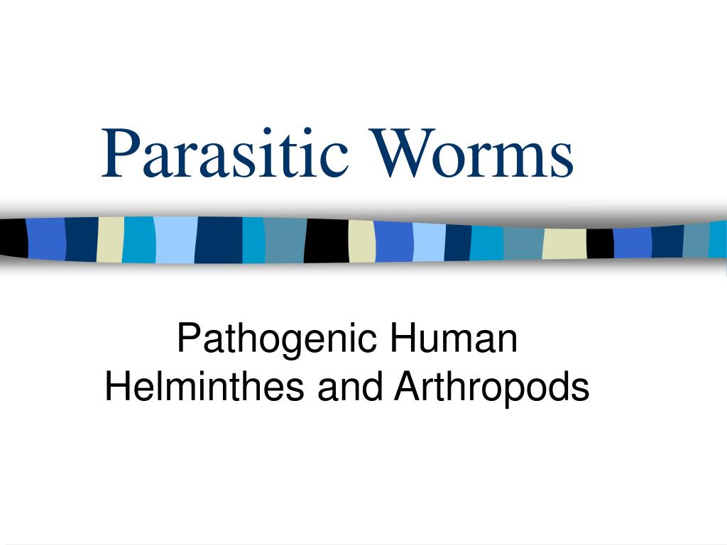 PPT - Parasitic Worms PowerPoint Presentation, free download - ID:336587