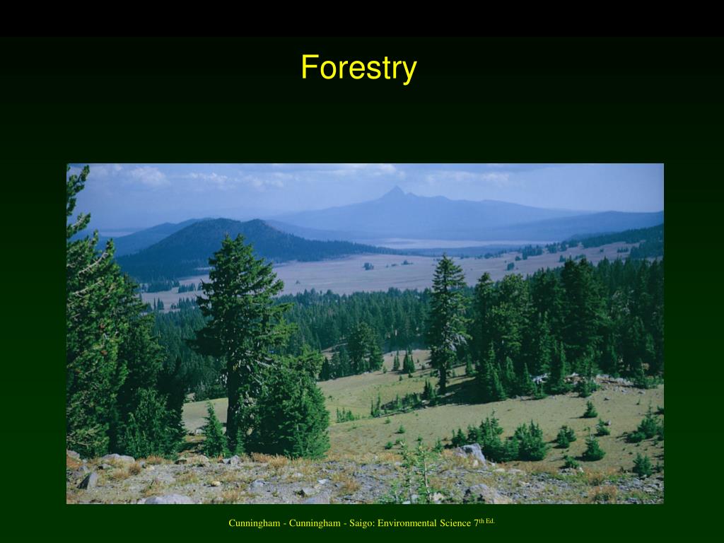 PPT - Forestry PowerPoint Presentation, free download - ID:338287
