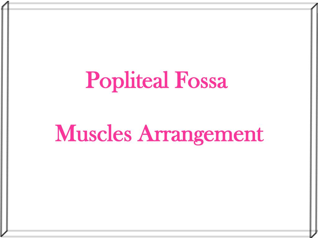 PPT - Popliteal Fossa PowerPoint Presentation, free download - ID:339197
