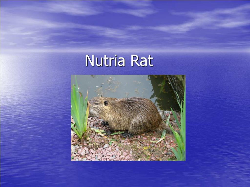 PPT - Nutria Rat PowerPoint Presentation, free download - ID:343580