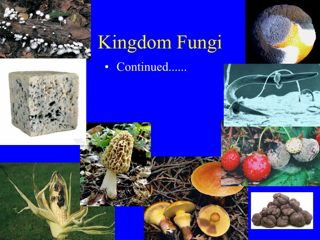 PPT - Kingdom Fungi PowerPoint Presentation, free download - ID:344727
