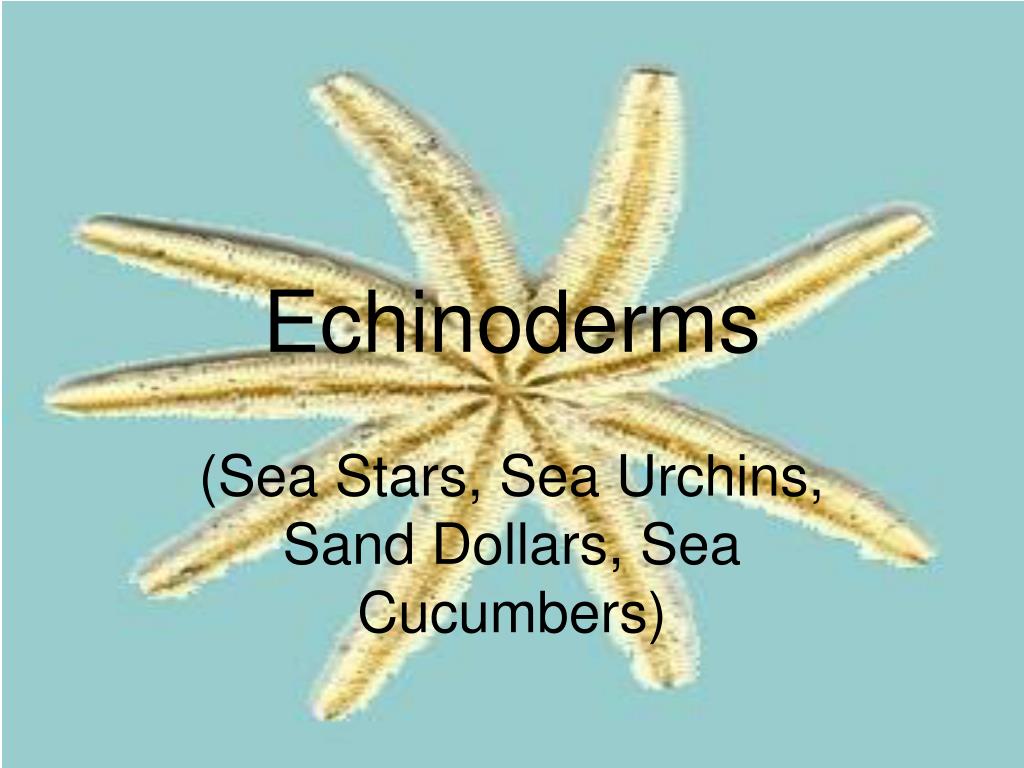 PPT - Echinoderms PowerPoint Presentation, free download - ID:34482