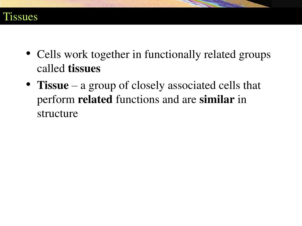 PPT - Tissues PowerPoint Presentation, free download - ID:356154