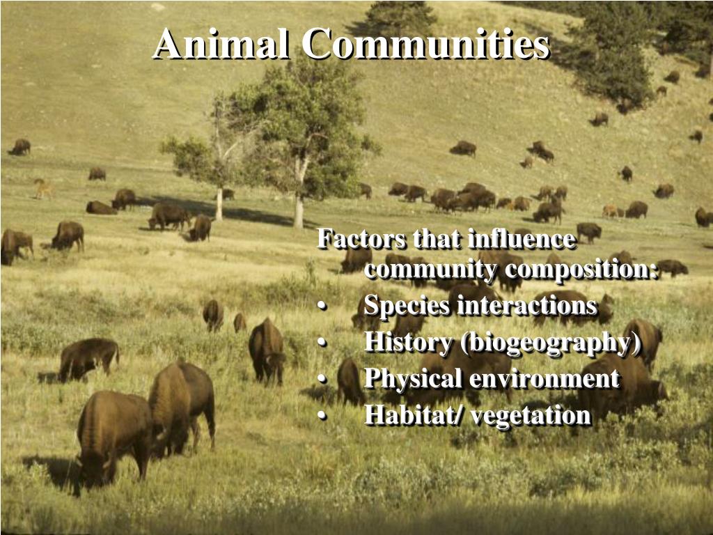 PPT - Animal Communities PowerPoint Presentation, free download - ID:35768