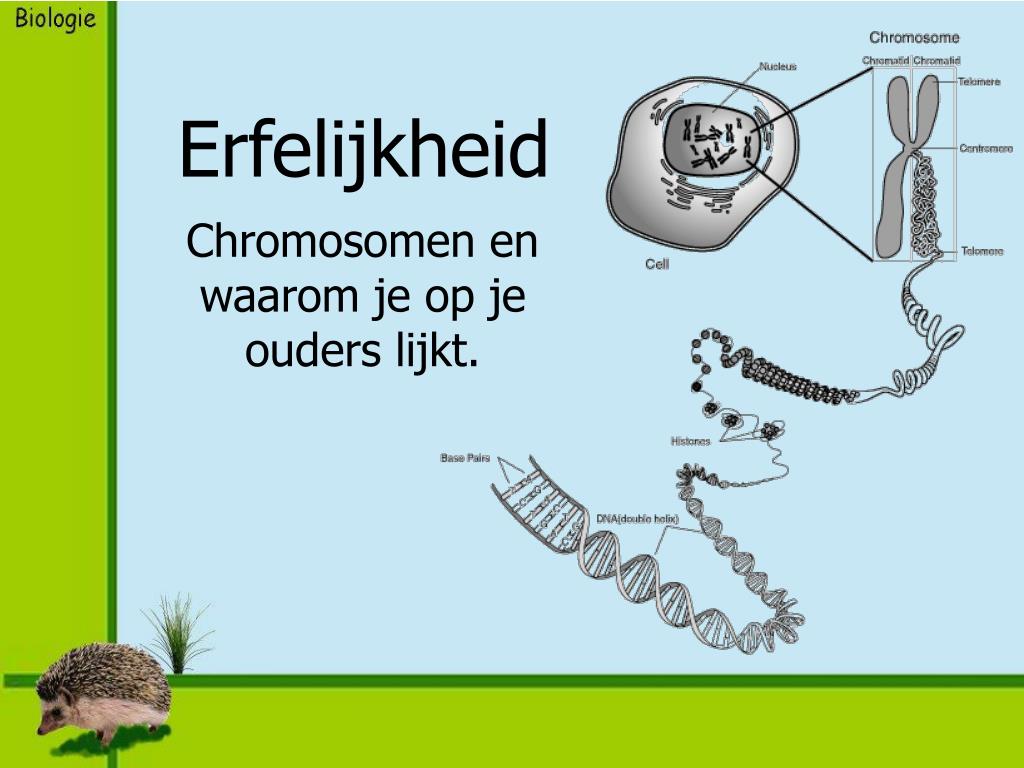 PPT - Erfelijkheid PowerPoint Presentation, free download - ID:362386