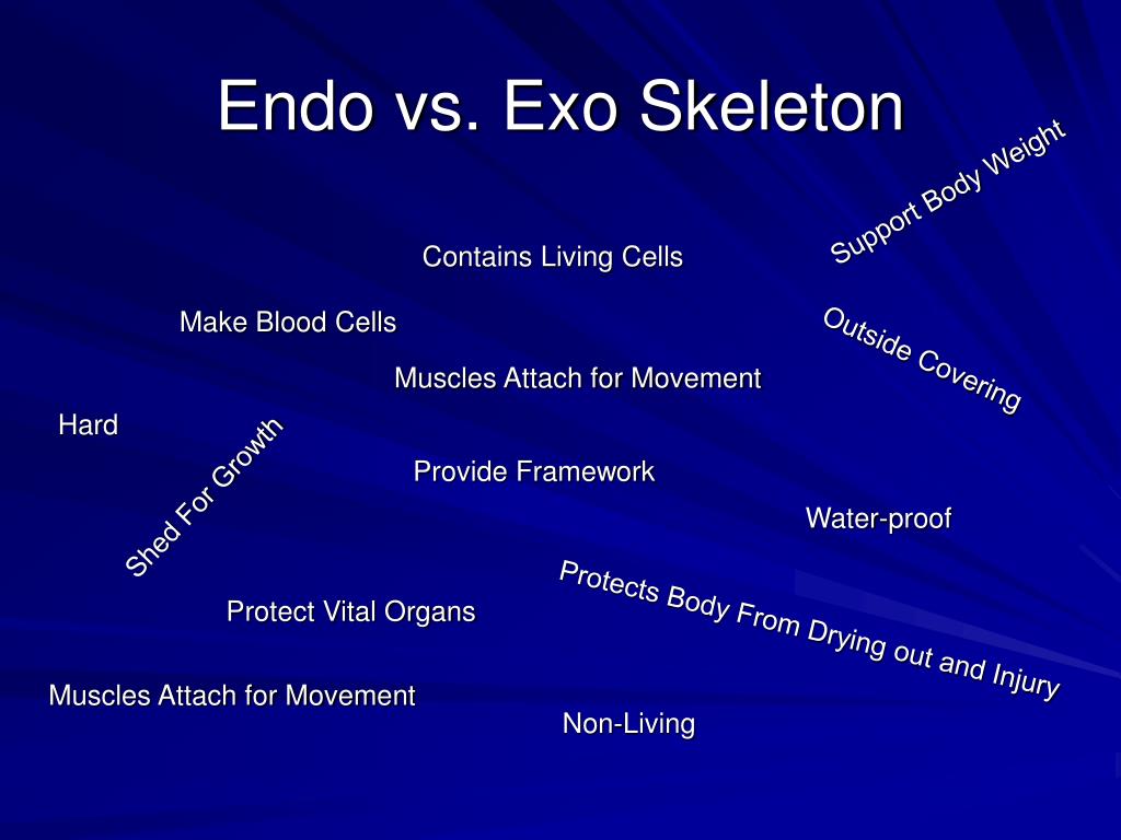 PPT - Endo vs. Exo Skeleton PowerPoint Presentation, free download - ID ...