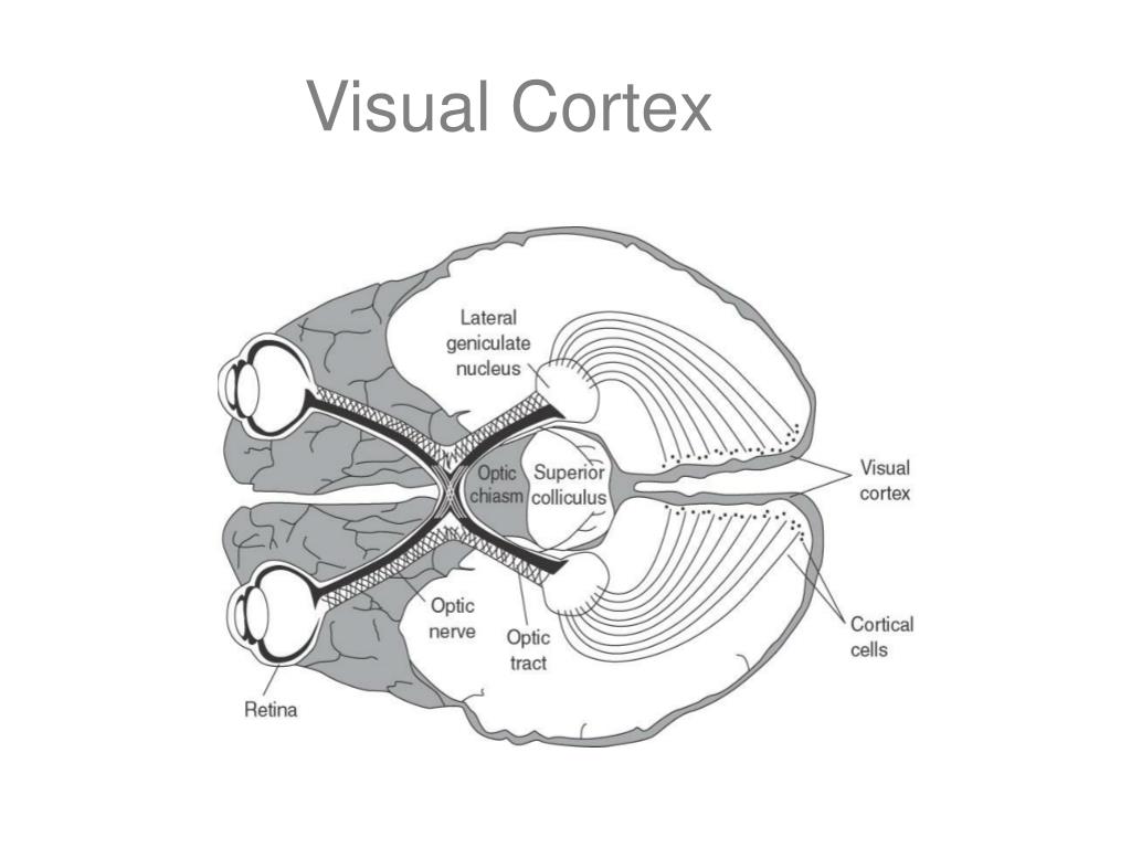 PPT - Visual Cortex PowerPoint Presentation, free download - ID:365241