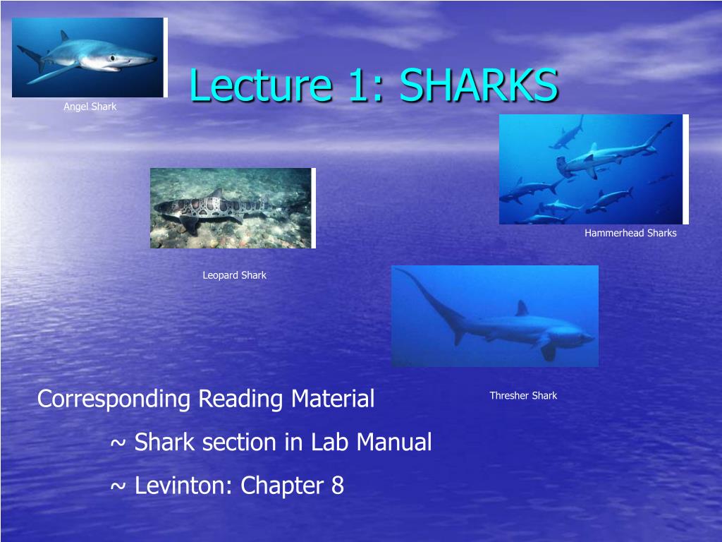 PPT - Lecture 1: SHARKS PowerPoint Presentation, free download - ID:369932