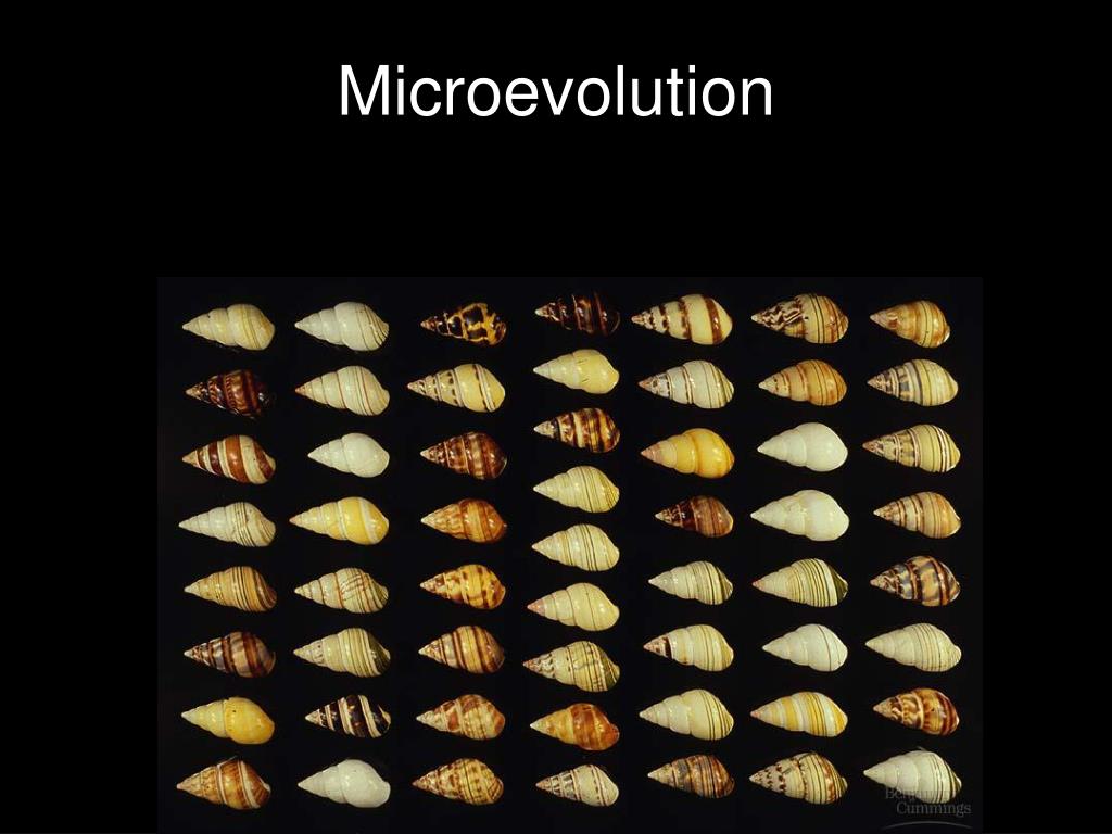 PPT - Microevolution PowerPoint Presentation, free download - ID:371162