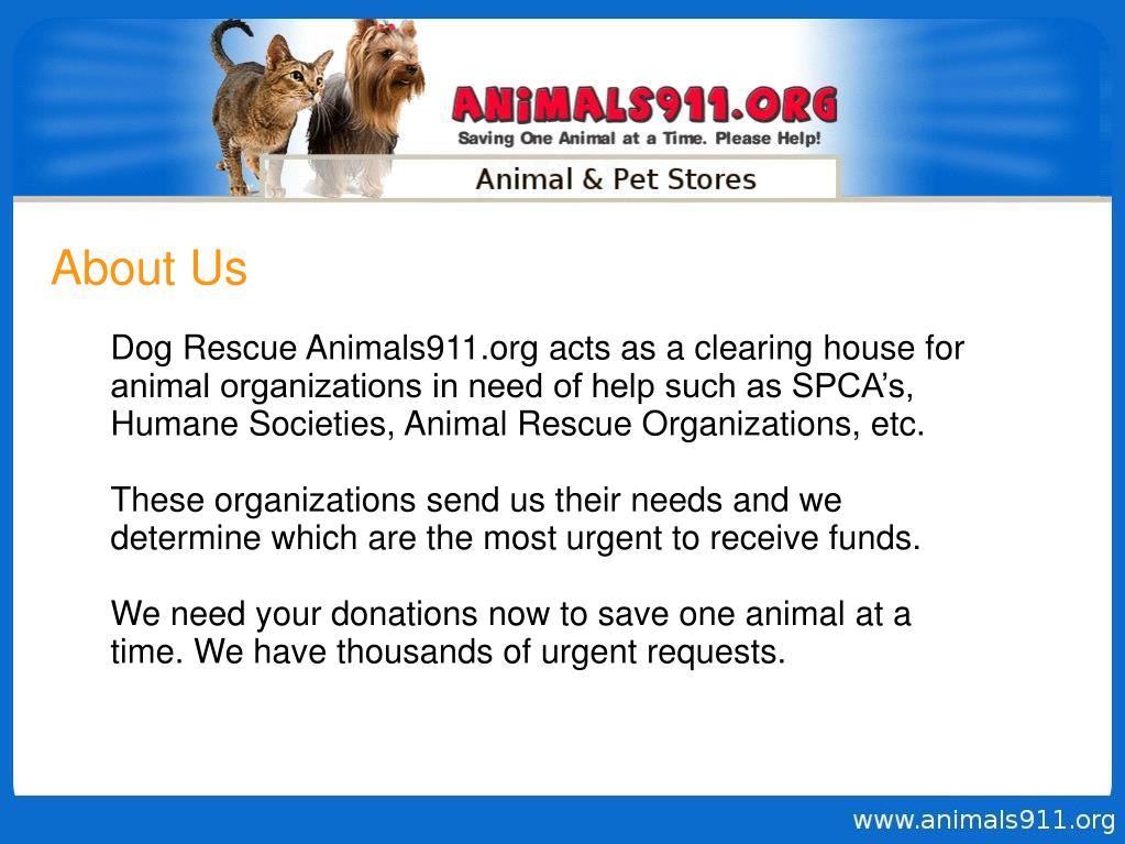 PPT - Help Animals - Animal Abuse PowerPoint Presentation, free ...