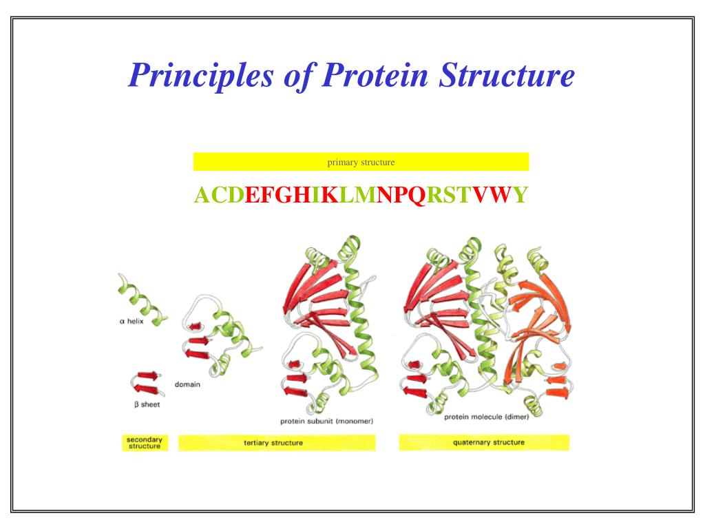 PPT - Principles of Protein Structure PowerPoint Presentation, free ...