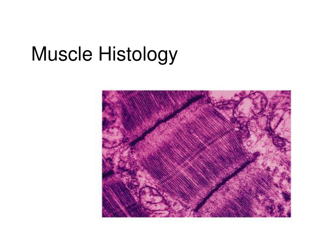 PPT - Muscle Histology PowerPoint Presentation, free download - ID:375617