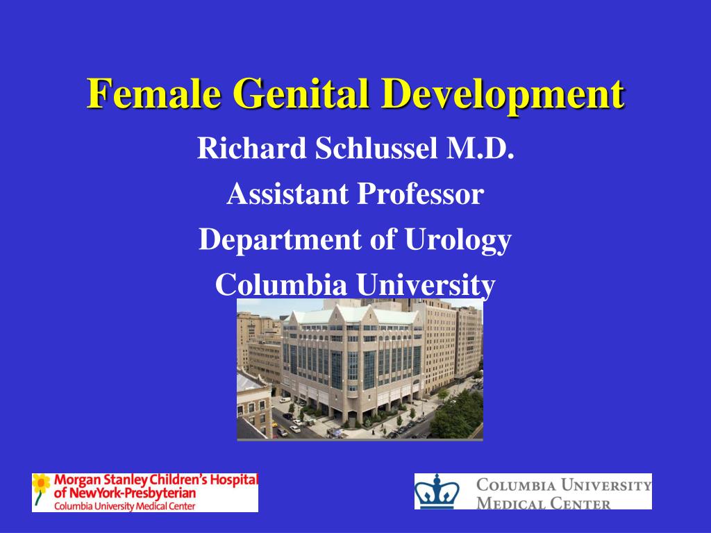 PPT - Female Genital Development PowerPoint Presentation, free download ...