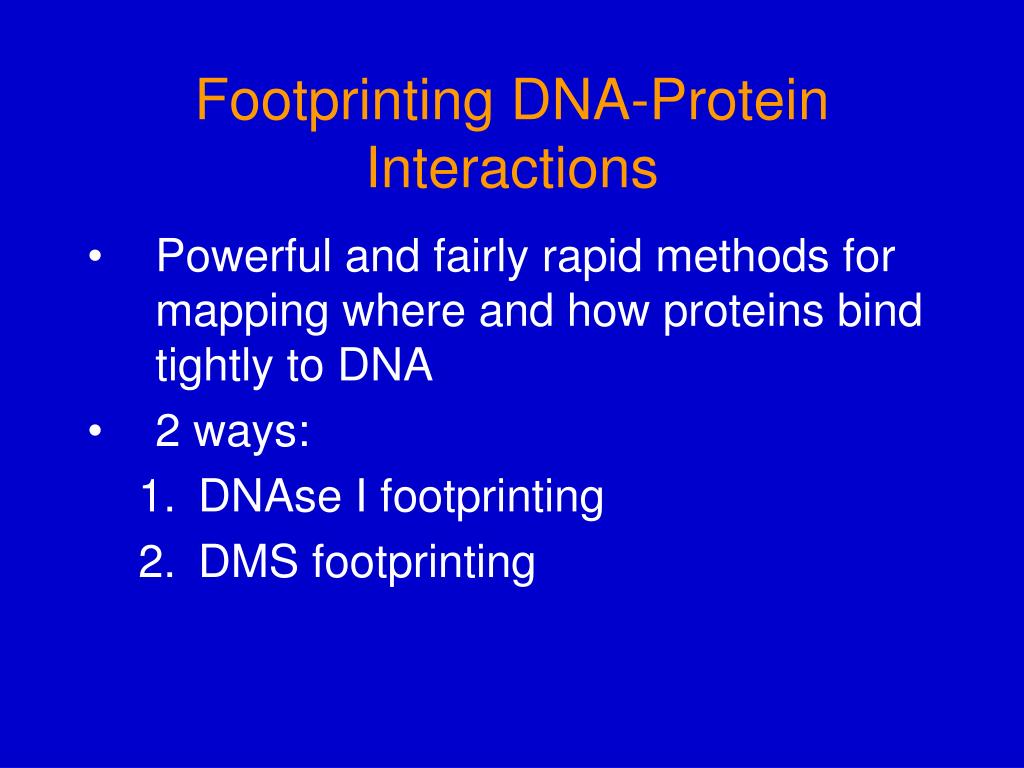 PPT - Footprinting DNA-Protein Interactions PowerPoint Presentation ...