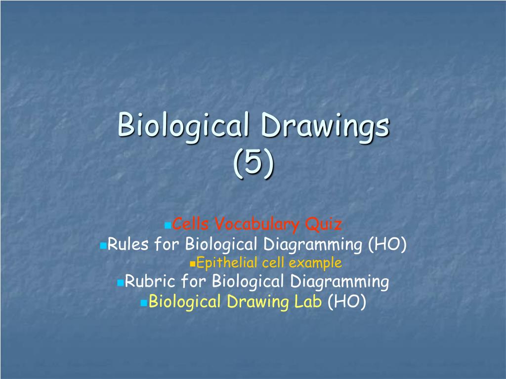 PPT - Biological Drawings (5) PowerPoint Presentation, free download ...