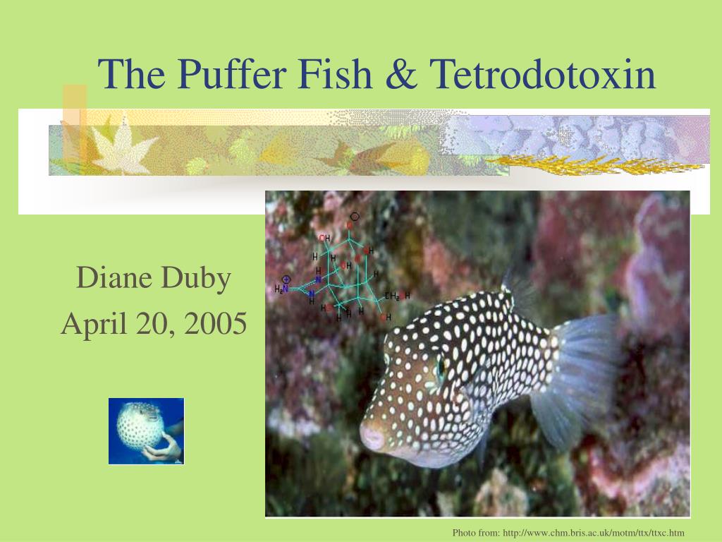 PPT - The Puffer Fish & Tetrodotoxin PowerPoint Presentation, free ...