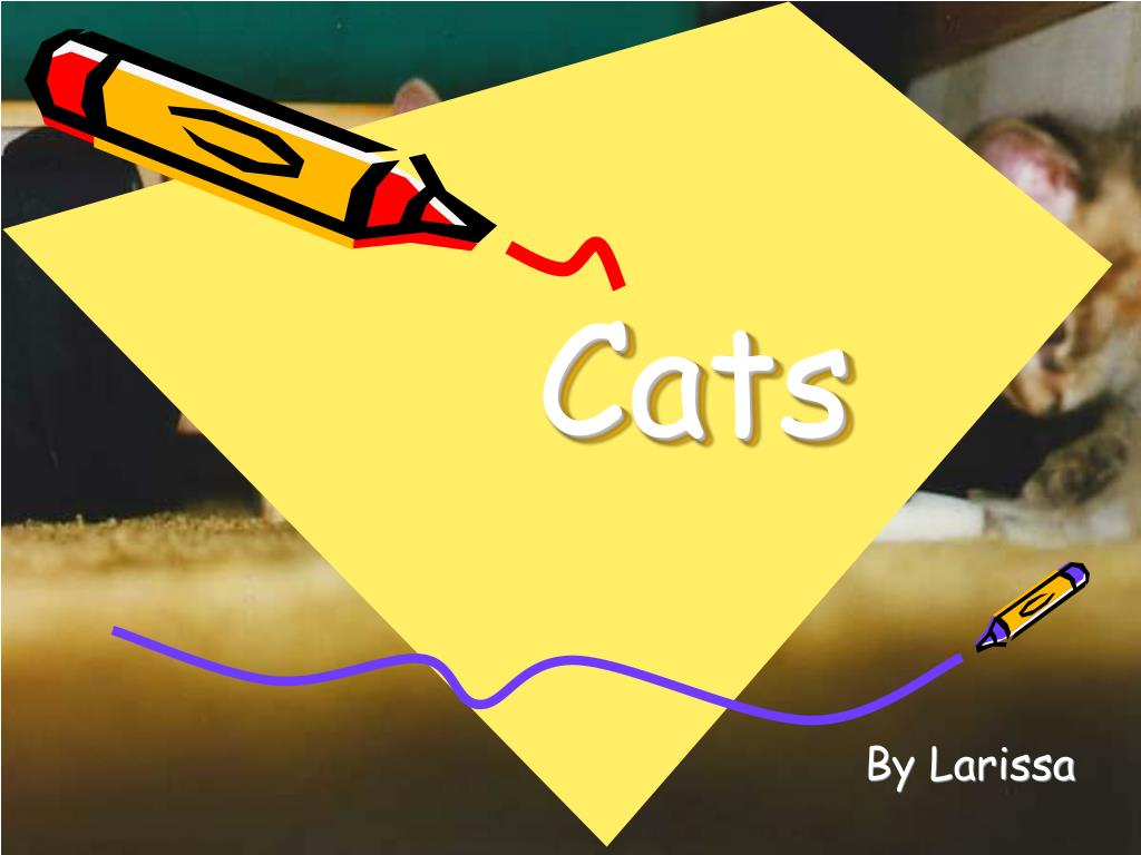 PPT - Cats PowerPoint Presentation, free download - ID:39646