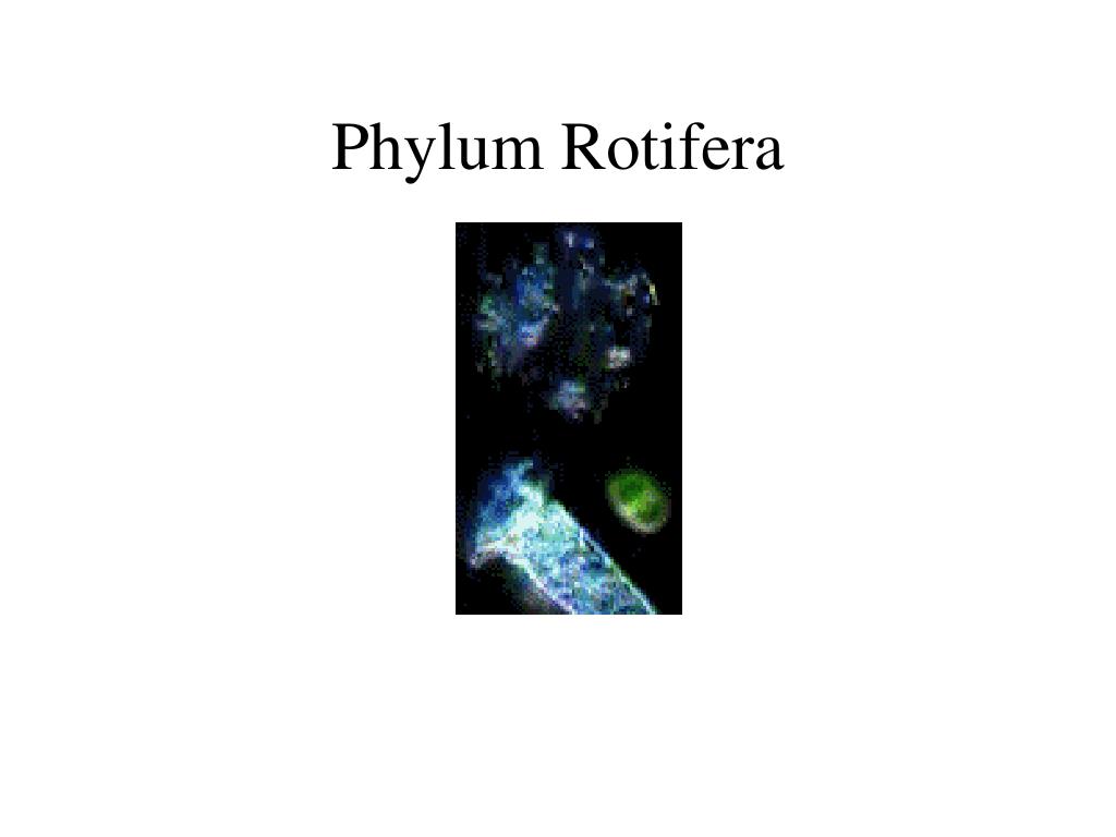 PPT - Phylum Rotifera PowerPoint Presentation, free download - ID:402870
