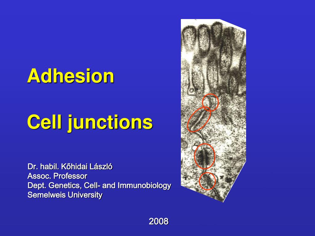 PPT - Adhesion Cell junctions PowerPoint Presentation, free download ...