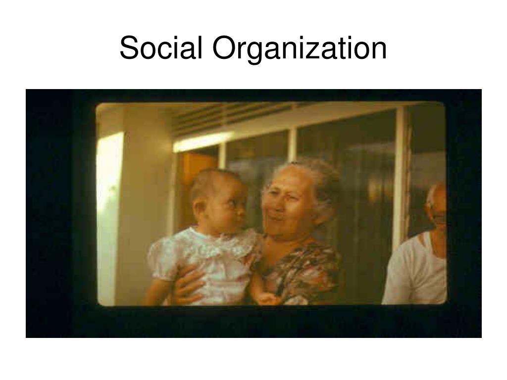 PPT - Social Organization PowerPoint Presentation, free download - ID ...