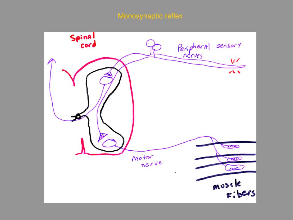 PPT - Monosynaptic reflex PowerPoint Presentation, free download - ID ...