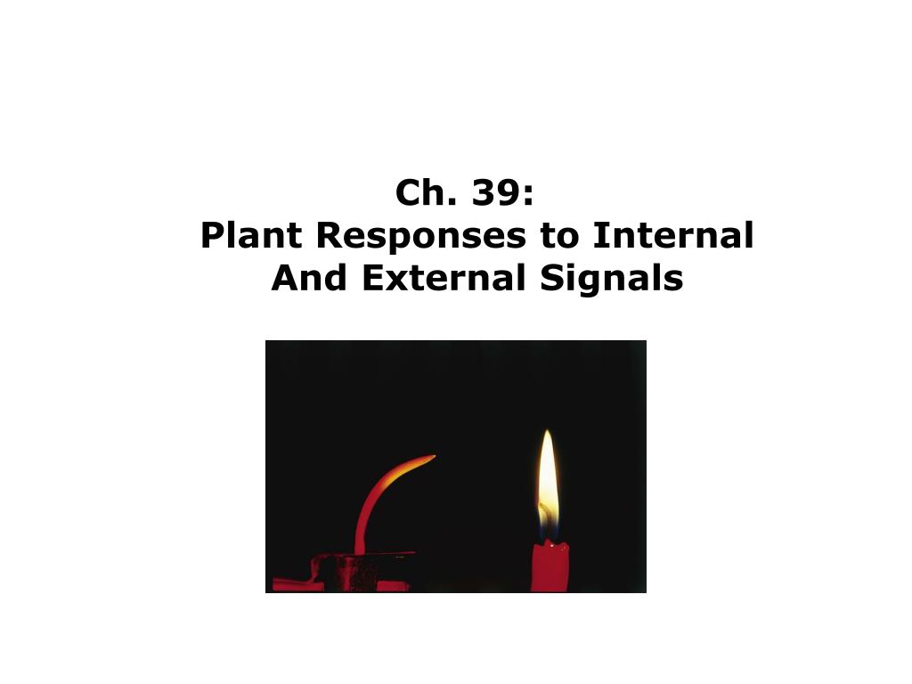 PPT - Ch. 39: Plant Responses to Internal And External Signals ...