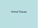 PPT - Animal Tissues PowerPoint Presentation, free download - ID:4240608