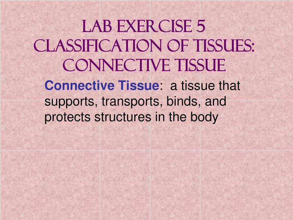 PPT - Lab Exercise 5 Classification of Tissues: Connective Tissue ...