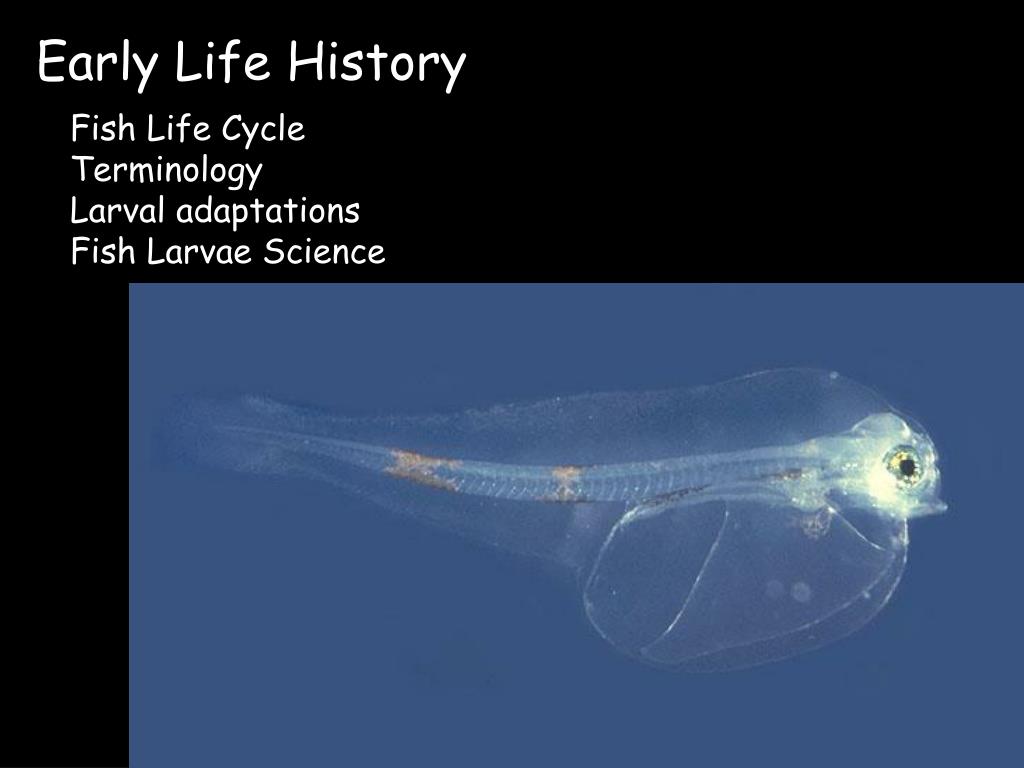 PPT - Early Life History PowerPoint Presentation, free download - ID:417809