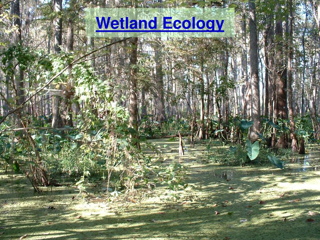 PPT - Wetland Ecology PowerPoint Presentation, free download - ID:418553