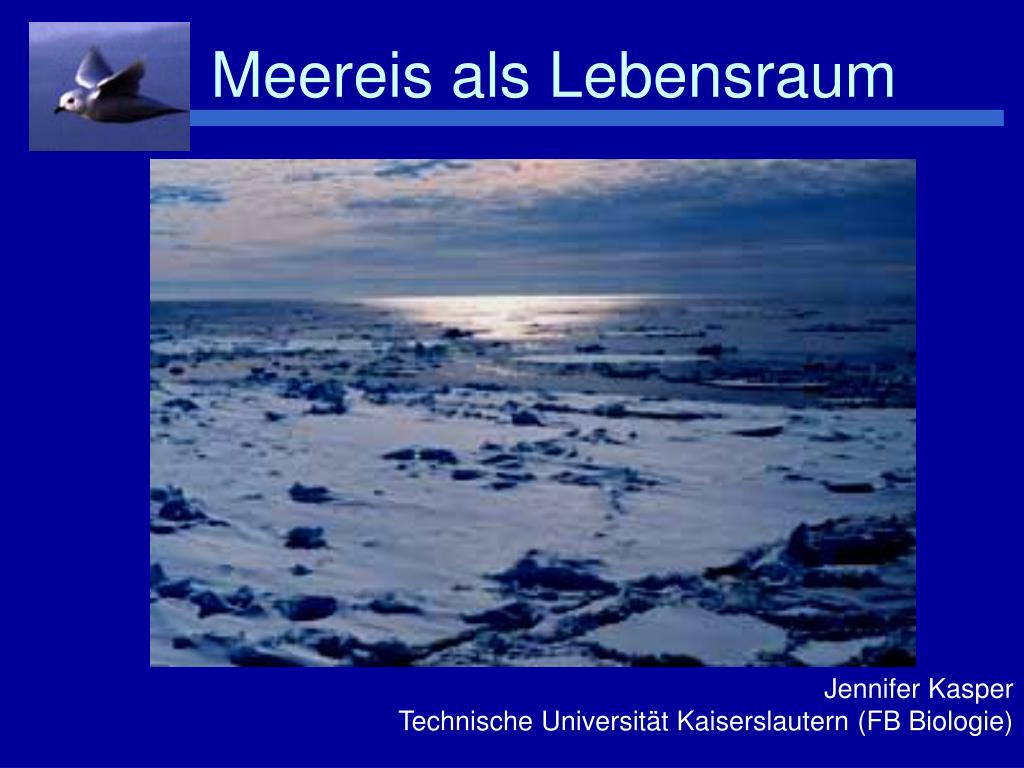 PPT - Meereis als Lebensraum PowerPoint Presentation, free download ...