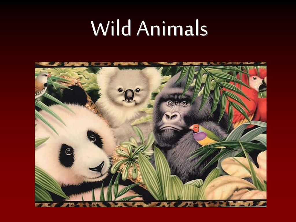 PPT - Wild Animals PowerPoint Presentation, free download - ID:41935