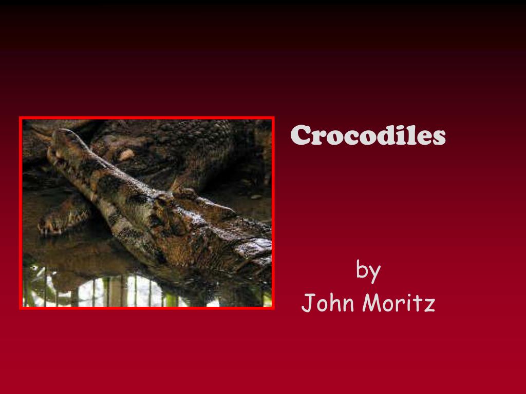 PPT - Crocodiles PowerPoint Presentation, free download - ID:42296