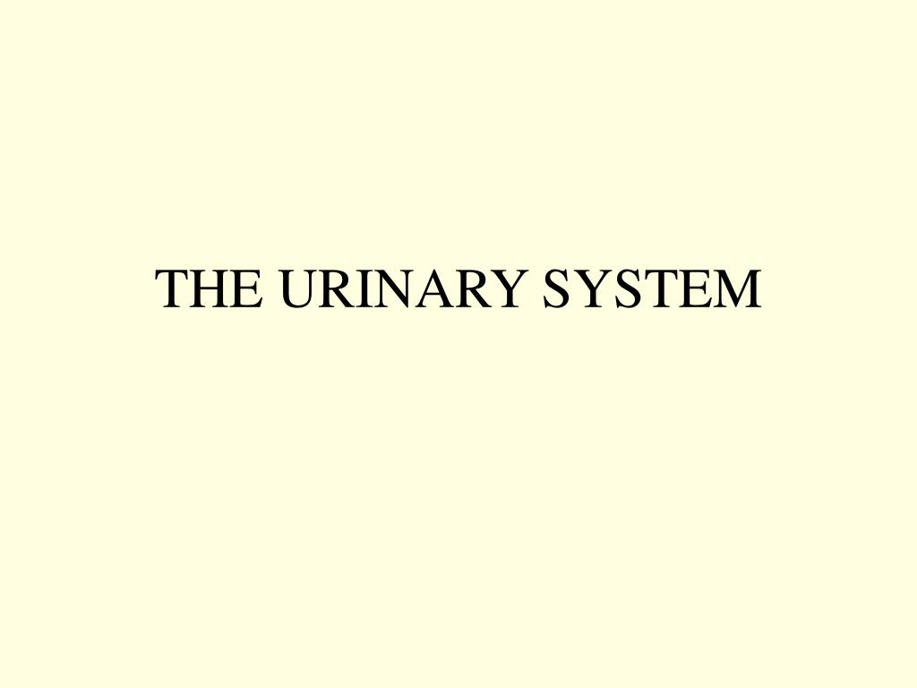 PPT - THE URINARY SYSTEM PowerPoint Presentation, free download - ID:424137